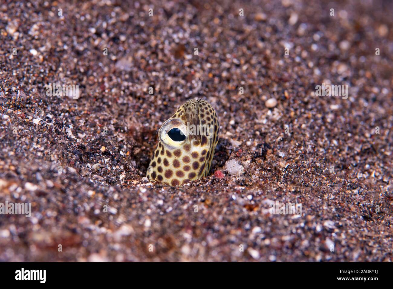 Taylors Garden Eel Heteroconger taylori Stock Photo - Alamy