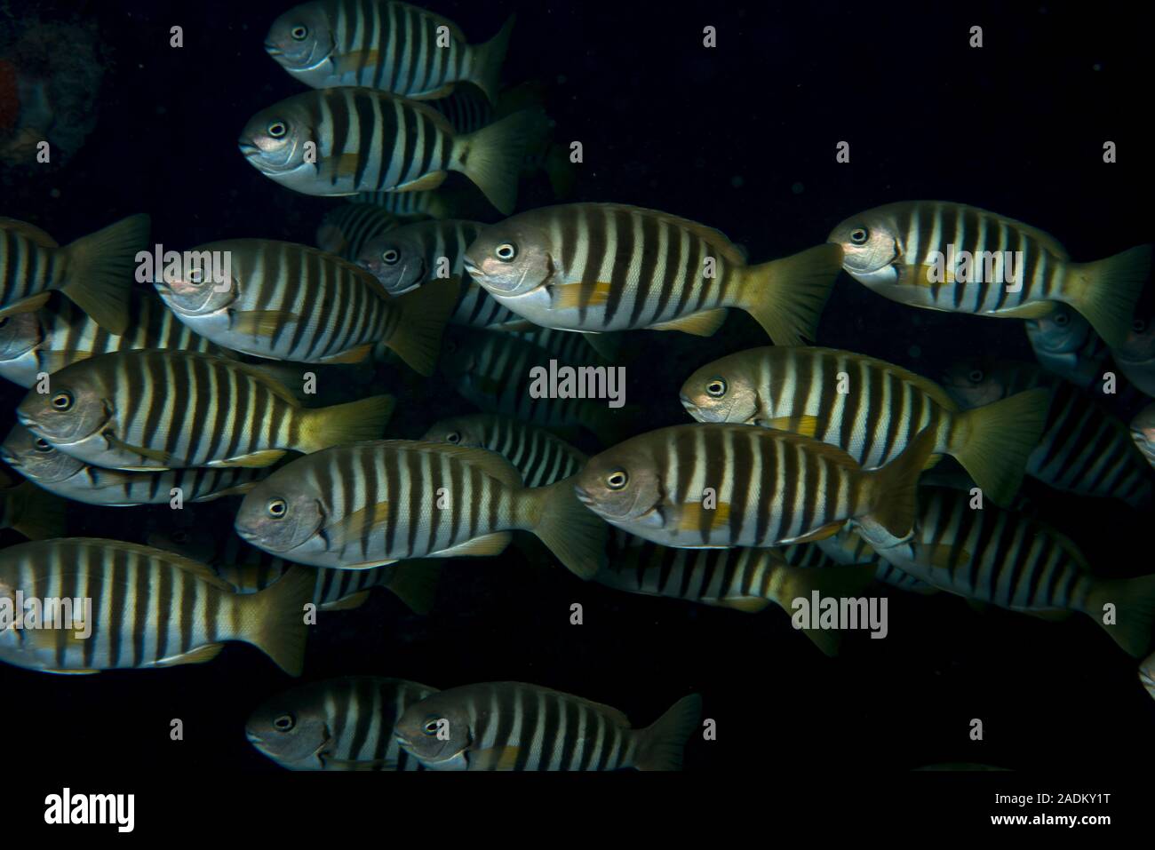 Zebrafish hi-res stock photography and images - Alamy