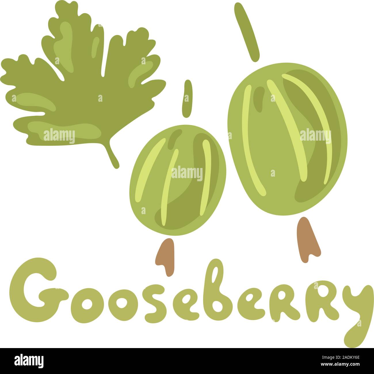 Fresh gooseberry berries or fruits. Organic food gooseberries on white ...