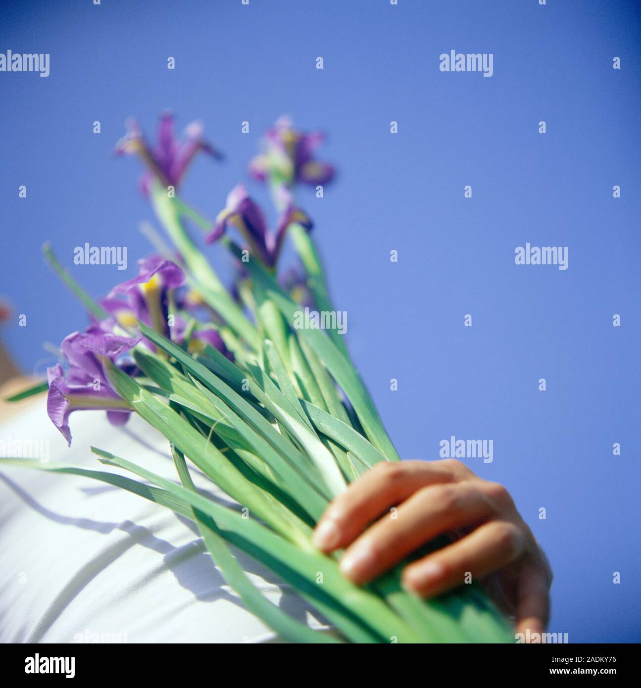 Iris flowers held in a bunch Stock Photo - Alamy