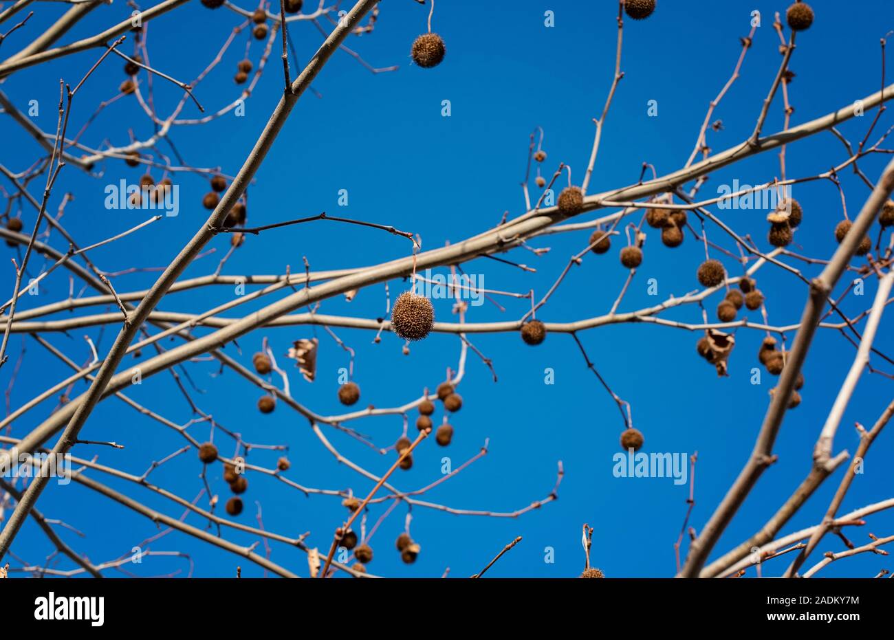 Looking up a London Plane tree branches in winter sunny day with a blue ...
