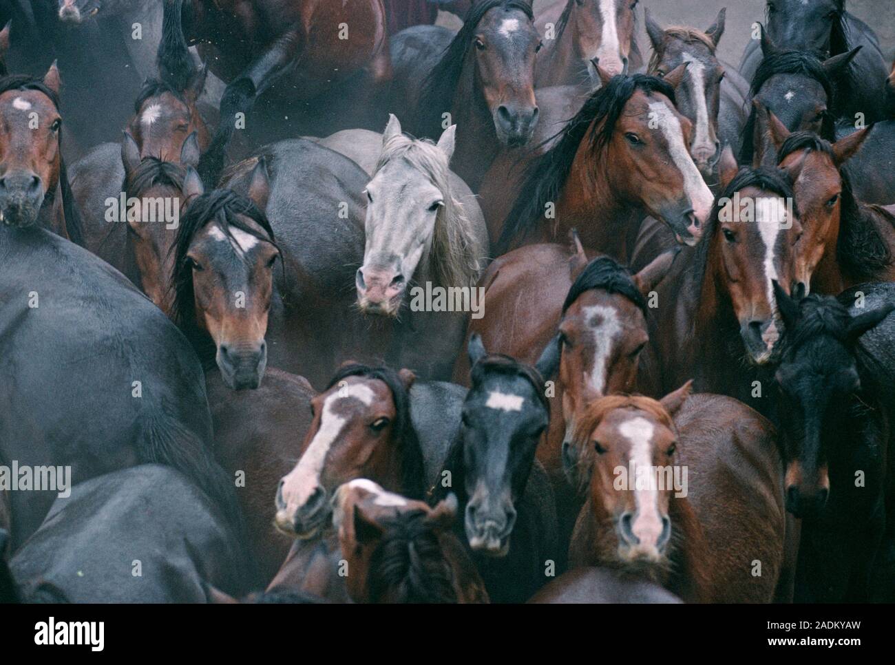 Wild horses in a pen. Wild horses (Equus caballus) that have been ...