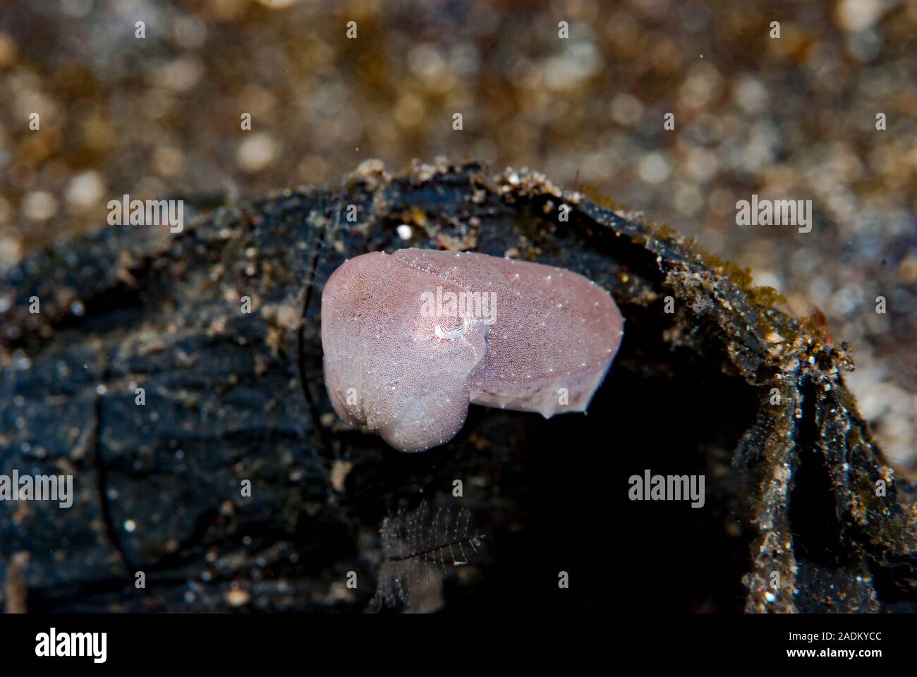 White cuttlefish hi-res stock photography and images - Alamy