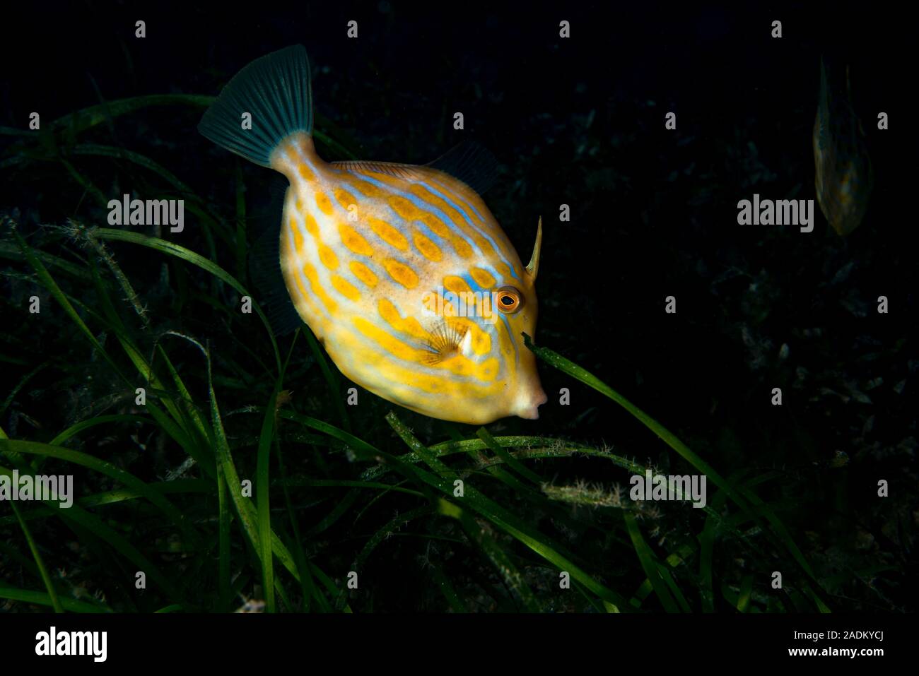 Leatherjacket fish australia hi-res stock photography and images - Alamy