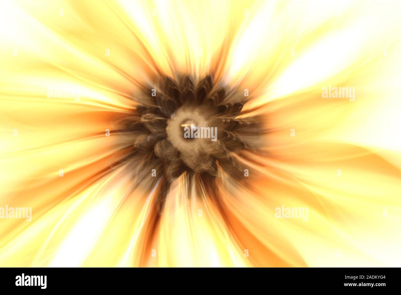 Golden copper flower fast lens slow shutter Stock Photo - Alamy