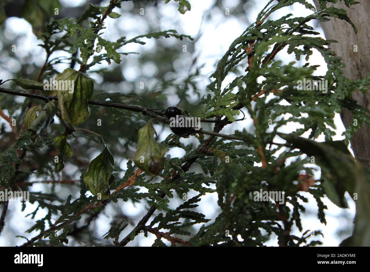 Backyard Plants wet after the rain Stock Photo - Alamy