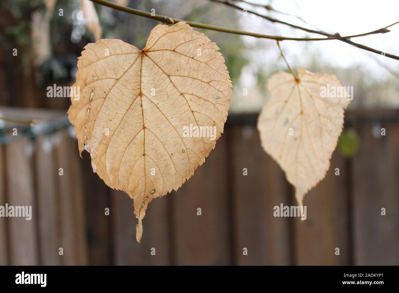 Backyard Plants wet after the rain Stock Photo - Alamy