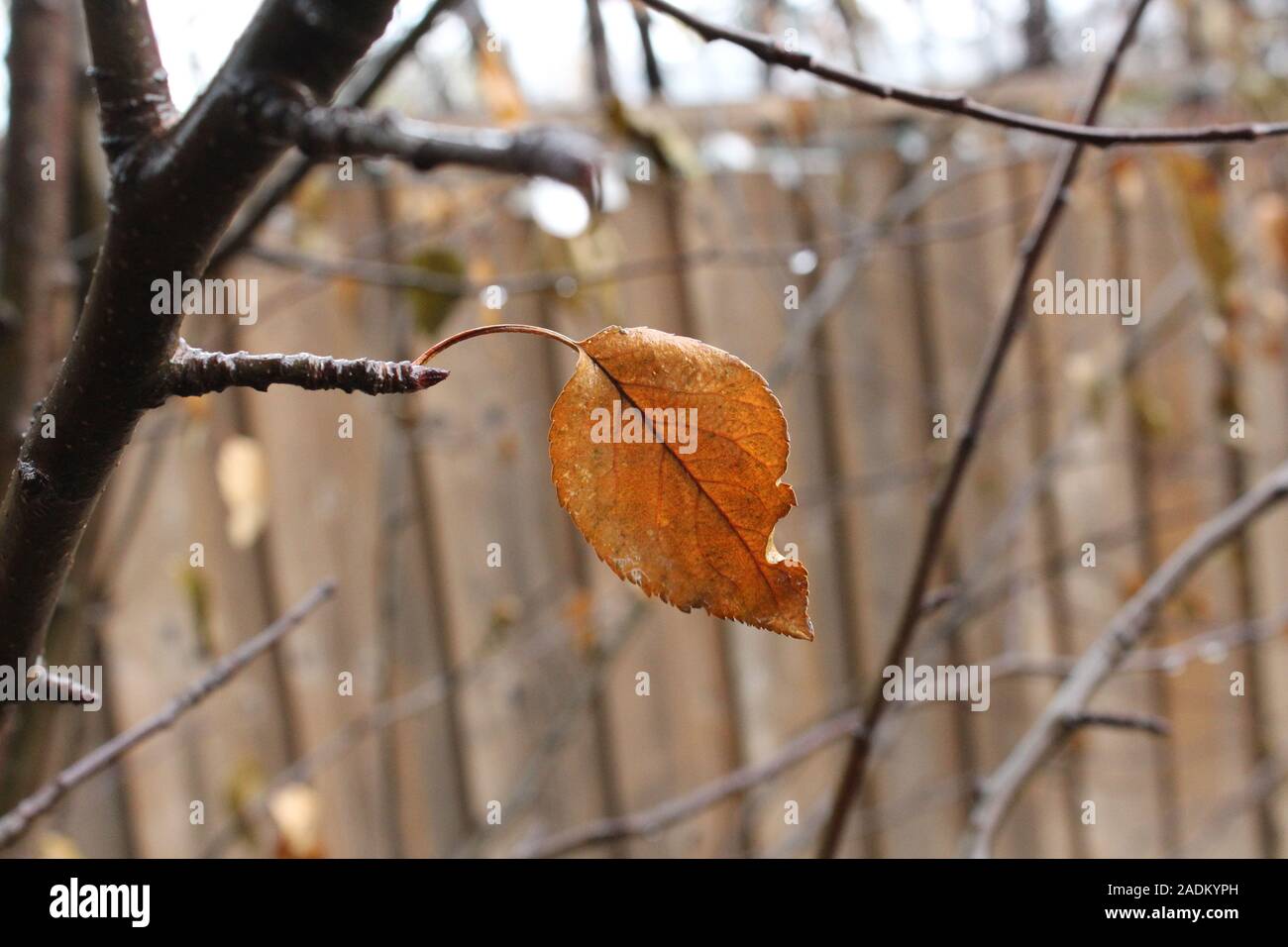 Backyard Plants wet after the rain Stock Photo - Alamy