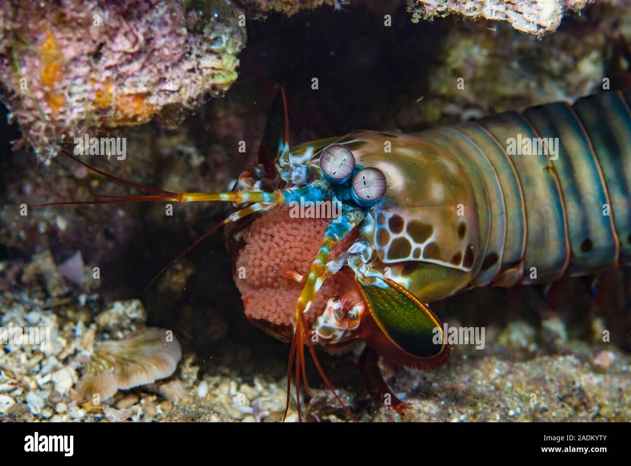 Smashing mantis shrimp hi-res stock photography and images - Alamy