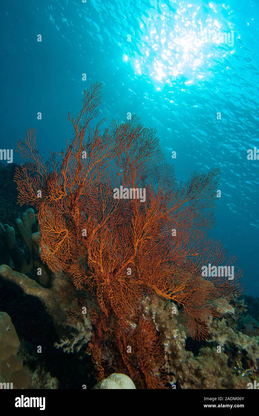 Tropical Coral Reef Underwater Landscape Stock Photo - Alamy