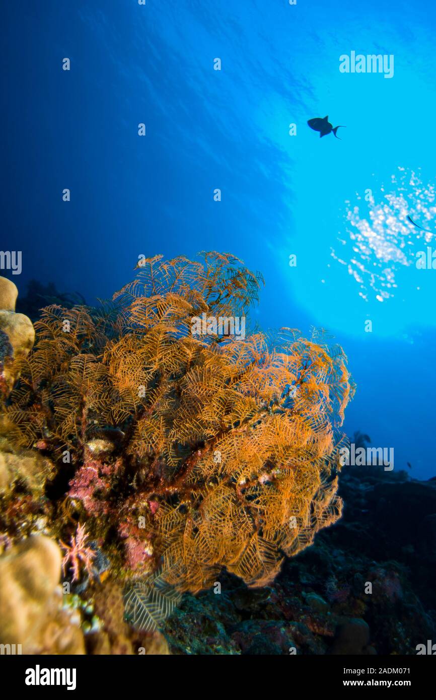 Tropical Coral Reef Underwater Landscape Stock Photo - Alamy