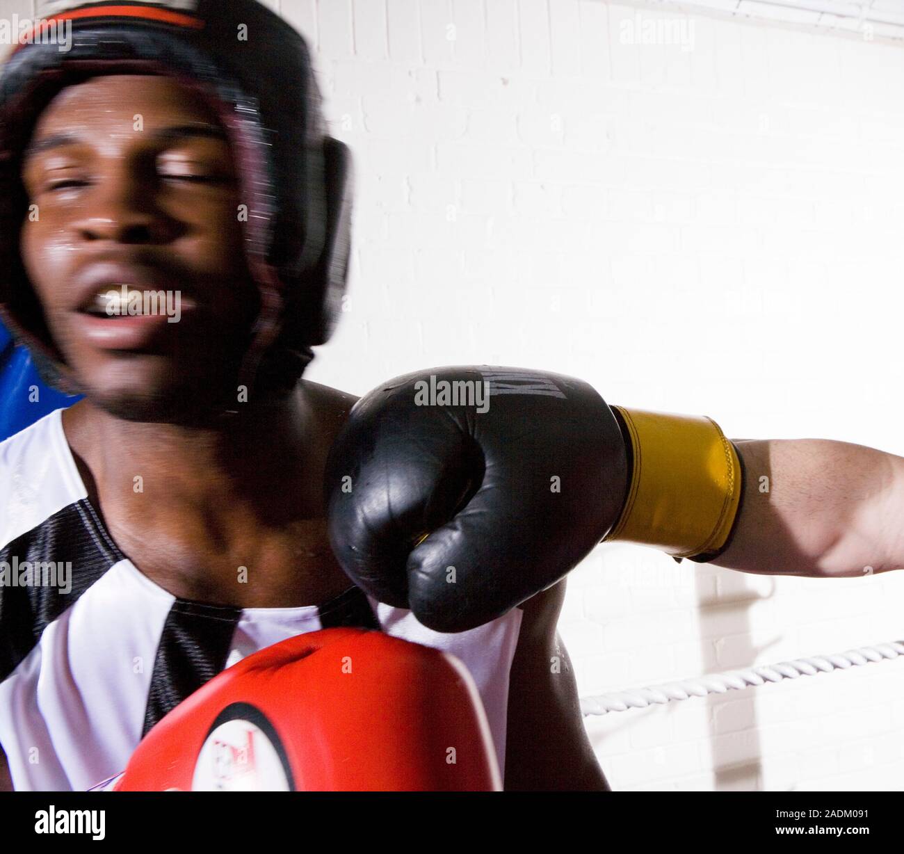 MODEL RELEASED. Boxer being punched. A boxer (left) receiving a punch ...