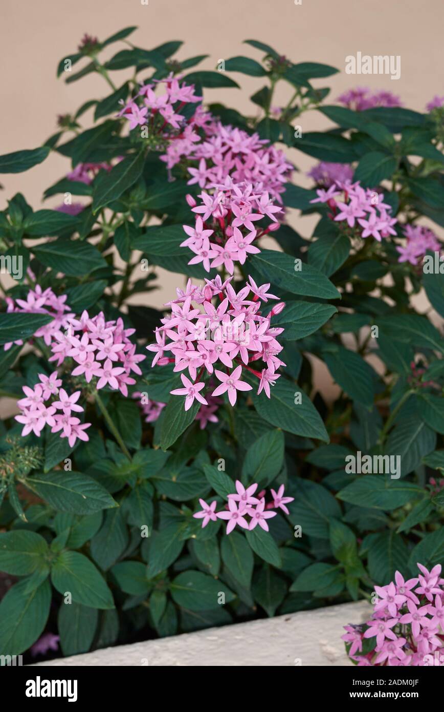 pink flowers of Pentas lanceolata plants in a garden Stock Photo - Alamy