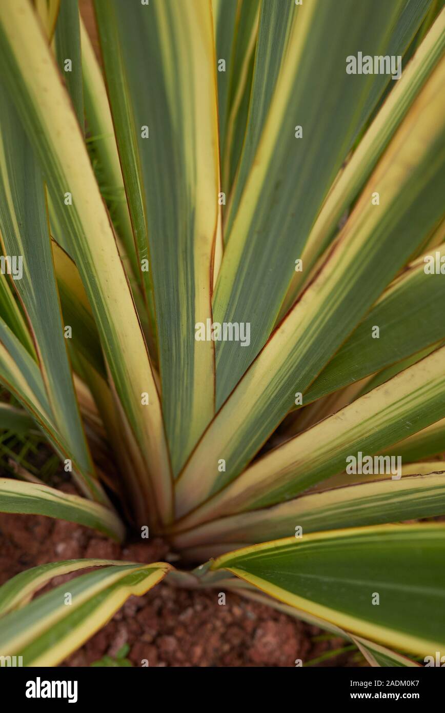 variegated foliage of Phormium tenax variegatum plant Stock Photo - Alamy