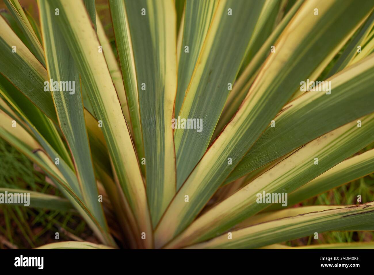 variegated foliage of Phormium tenax variegatum plant Stock Photo - Alamy