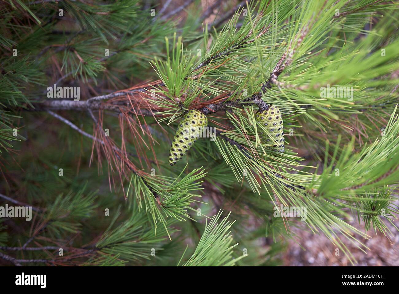 Pinus halepensis trees in Balearic islands Stock Photo - Alamy