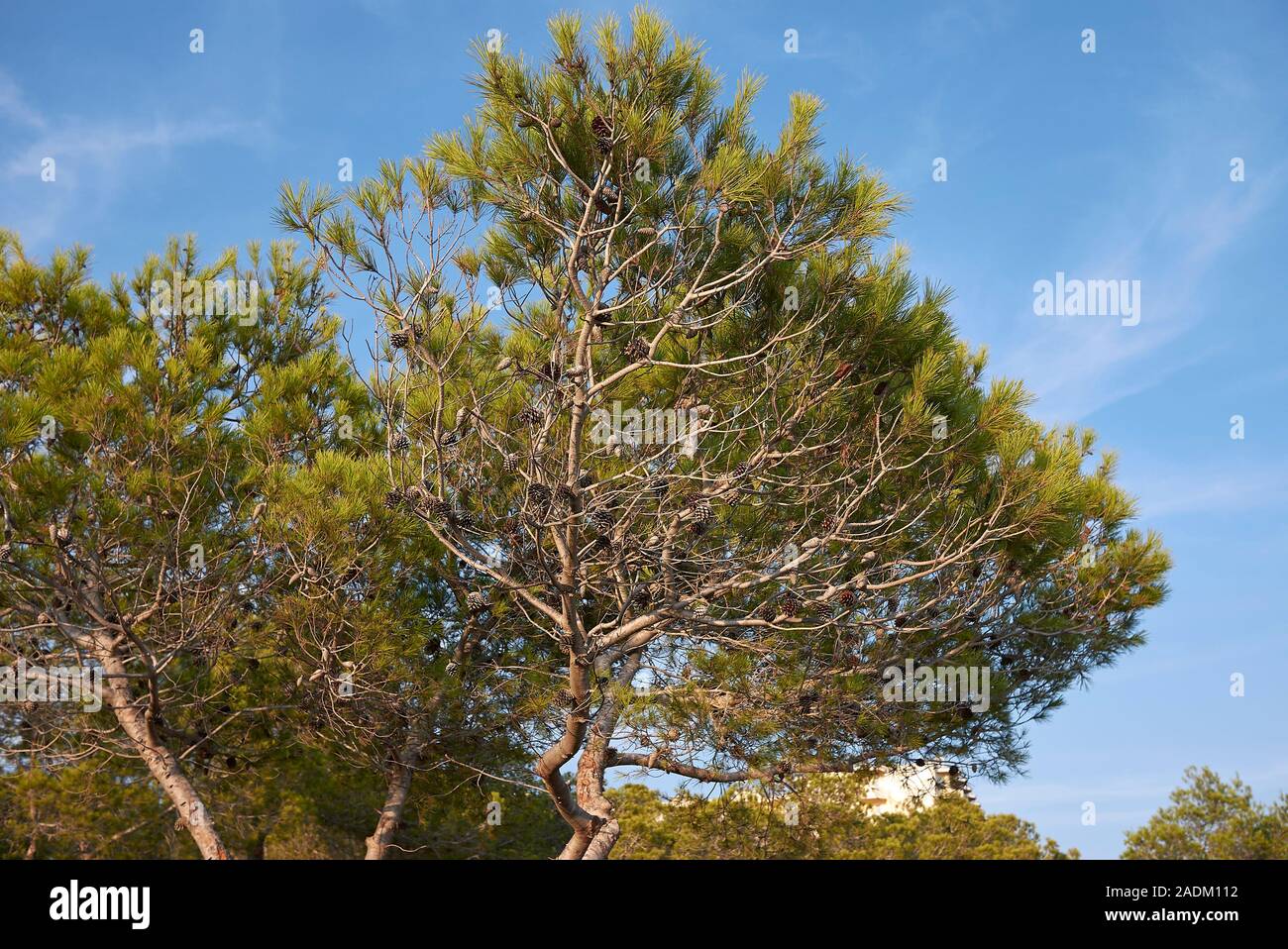 Pinus halepensis conifer hi-res stock photography and images - Alamy