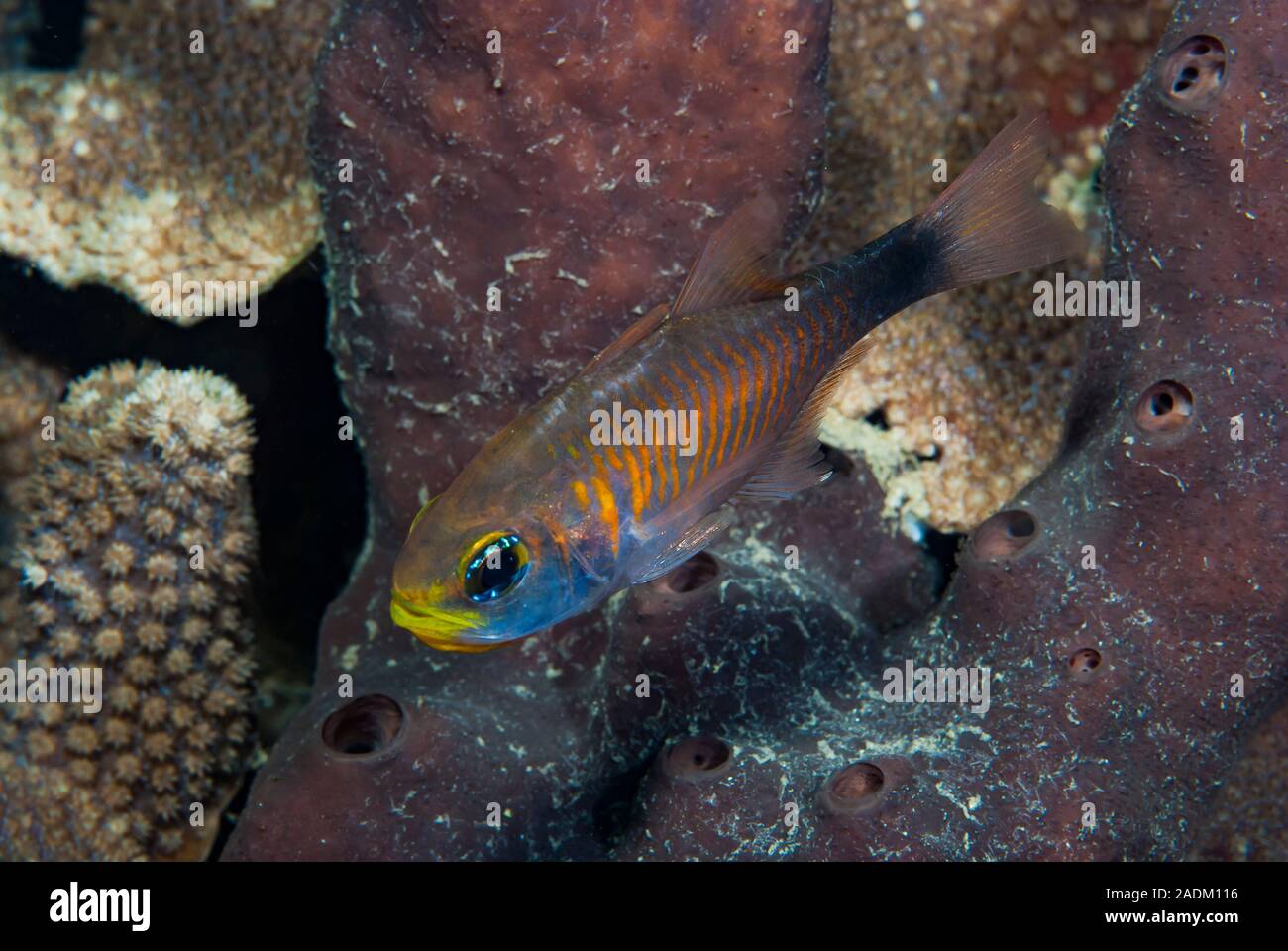 Duskytailed Cardinalfish Archamia macroptera Stock Photo - Alamy