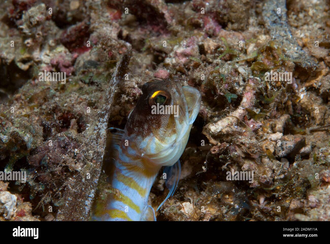 Jawfishes High Resolution Stock Photography and Images - Alamy