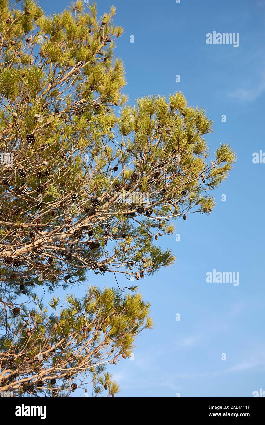 Botany trees pinaceae aleppo hi-res stock photography and images - Alamy