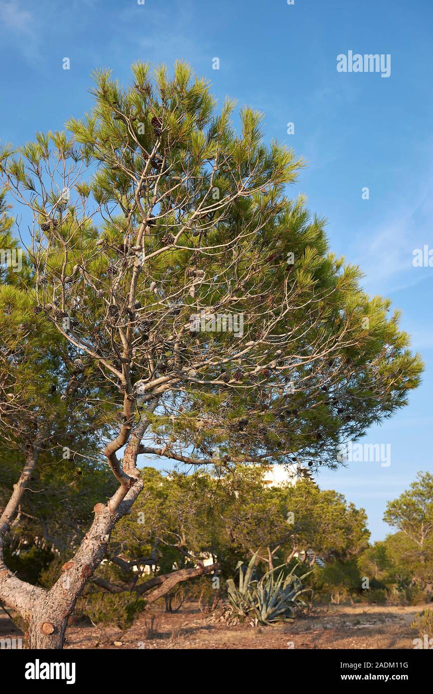 Pinus halepensis trees in Balearic islands Stock Photo - Alamy