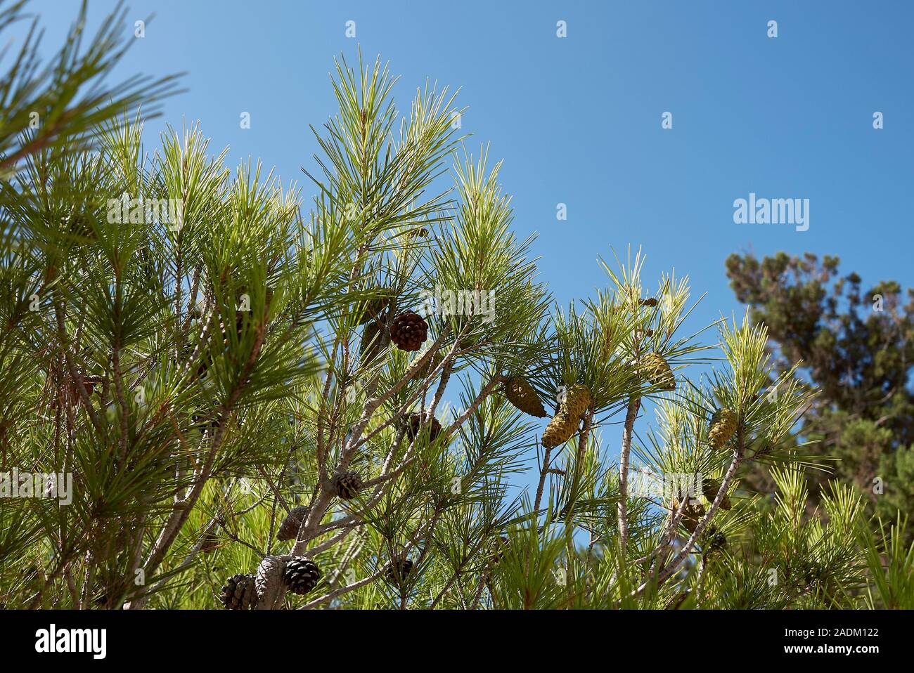 Pinus halepensis hi-res stock photography and images - Alamy