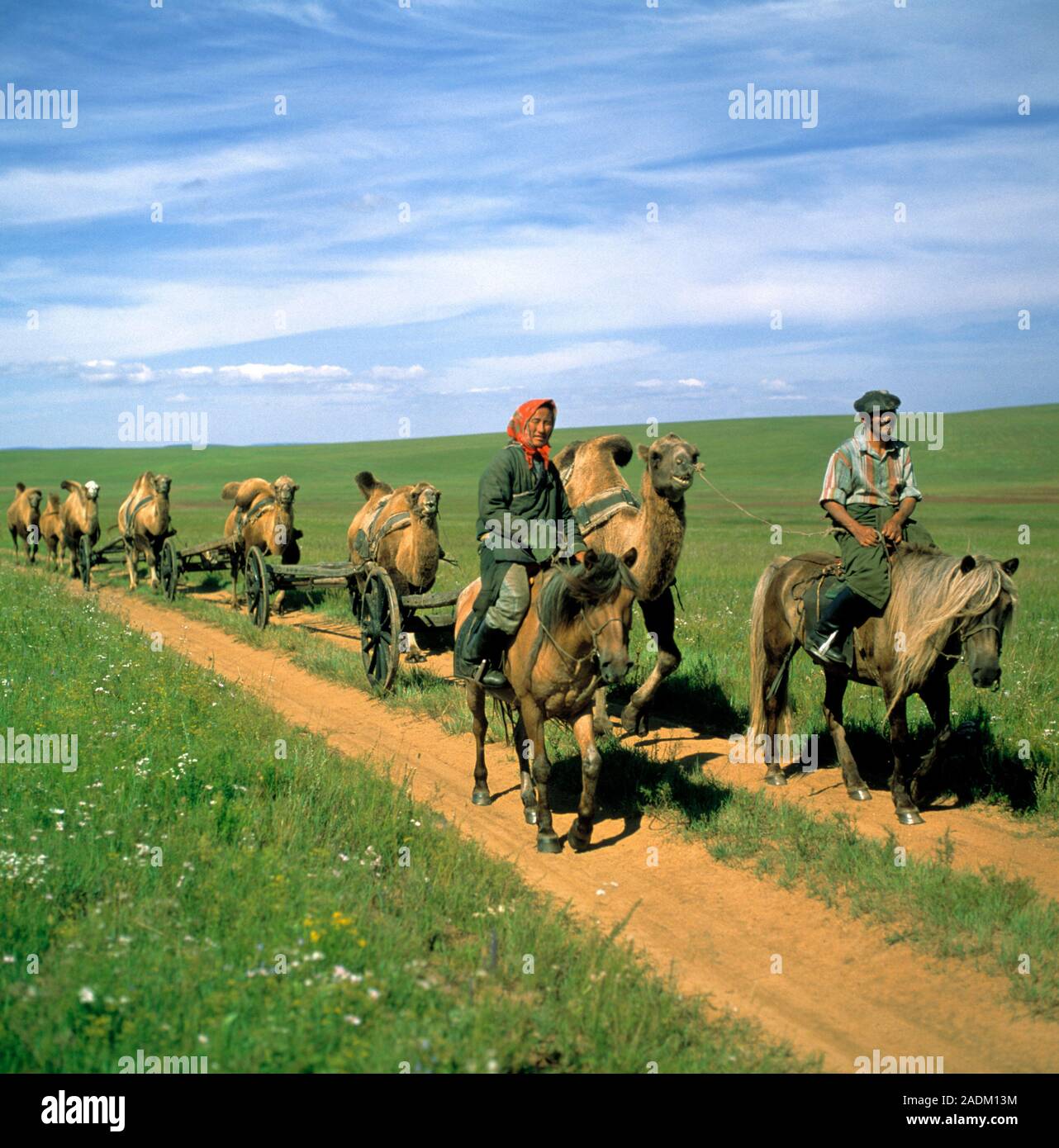 Native Mongolians. Native Mongolians riding horses while leading a line ...
