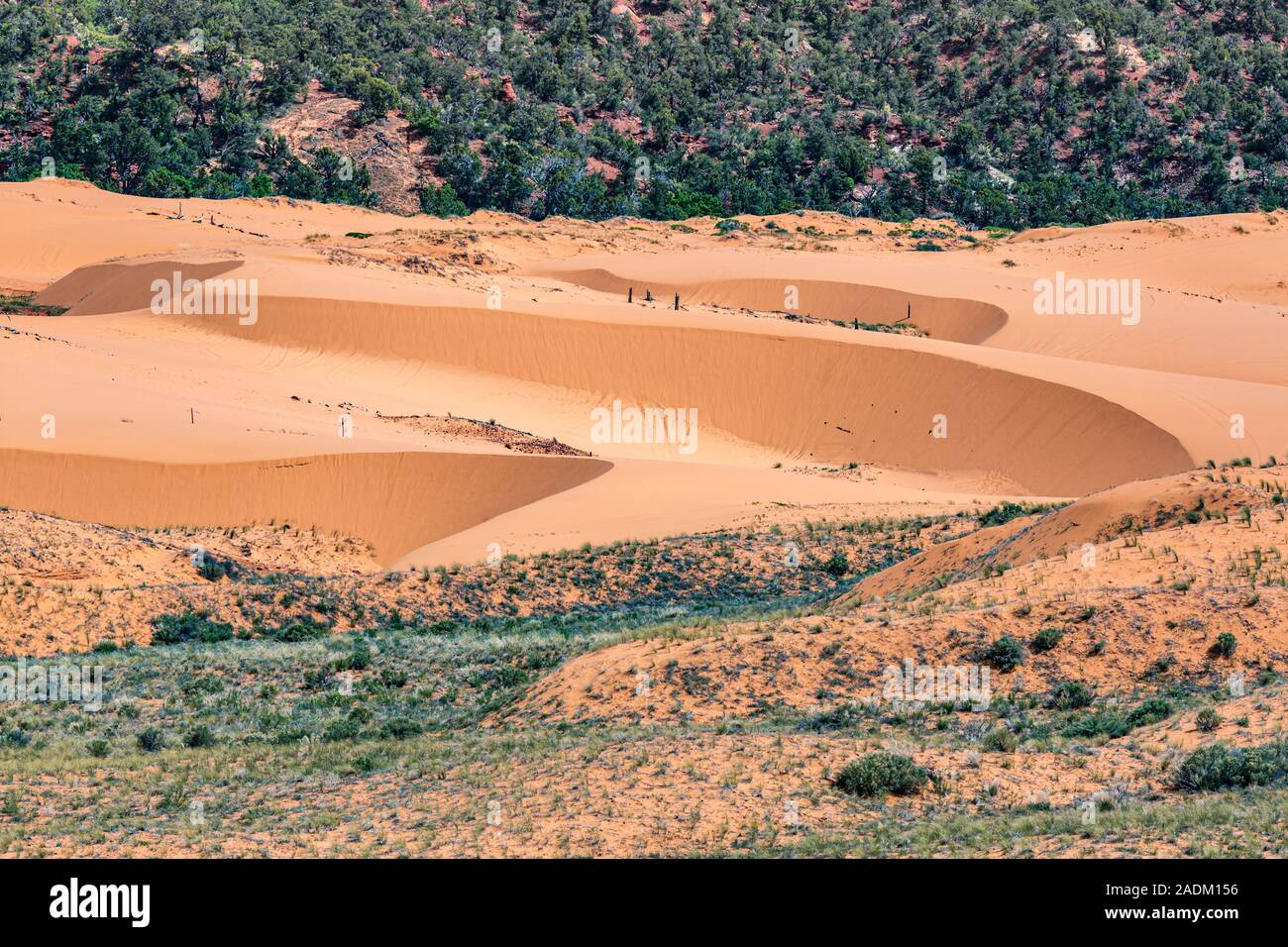 Coral Pink Sand Dunes State Park near Kanab, Utah Stock Photo - Alamy
