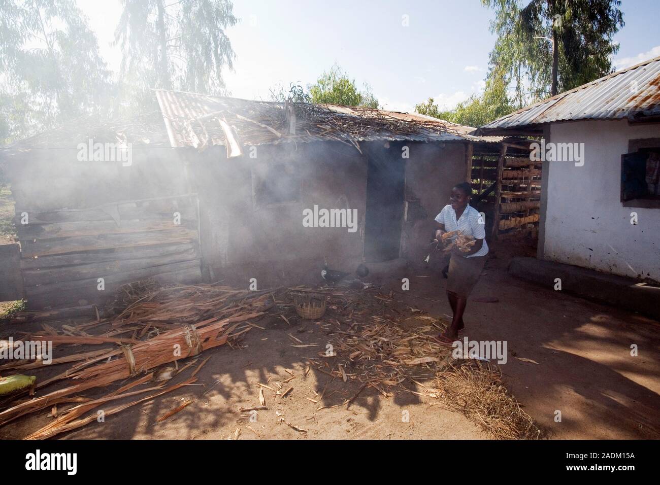Gathering firewood. 16-year-old mother gathering firewood to fuel the ...