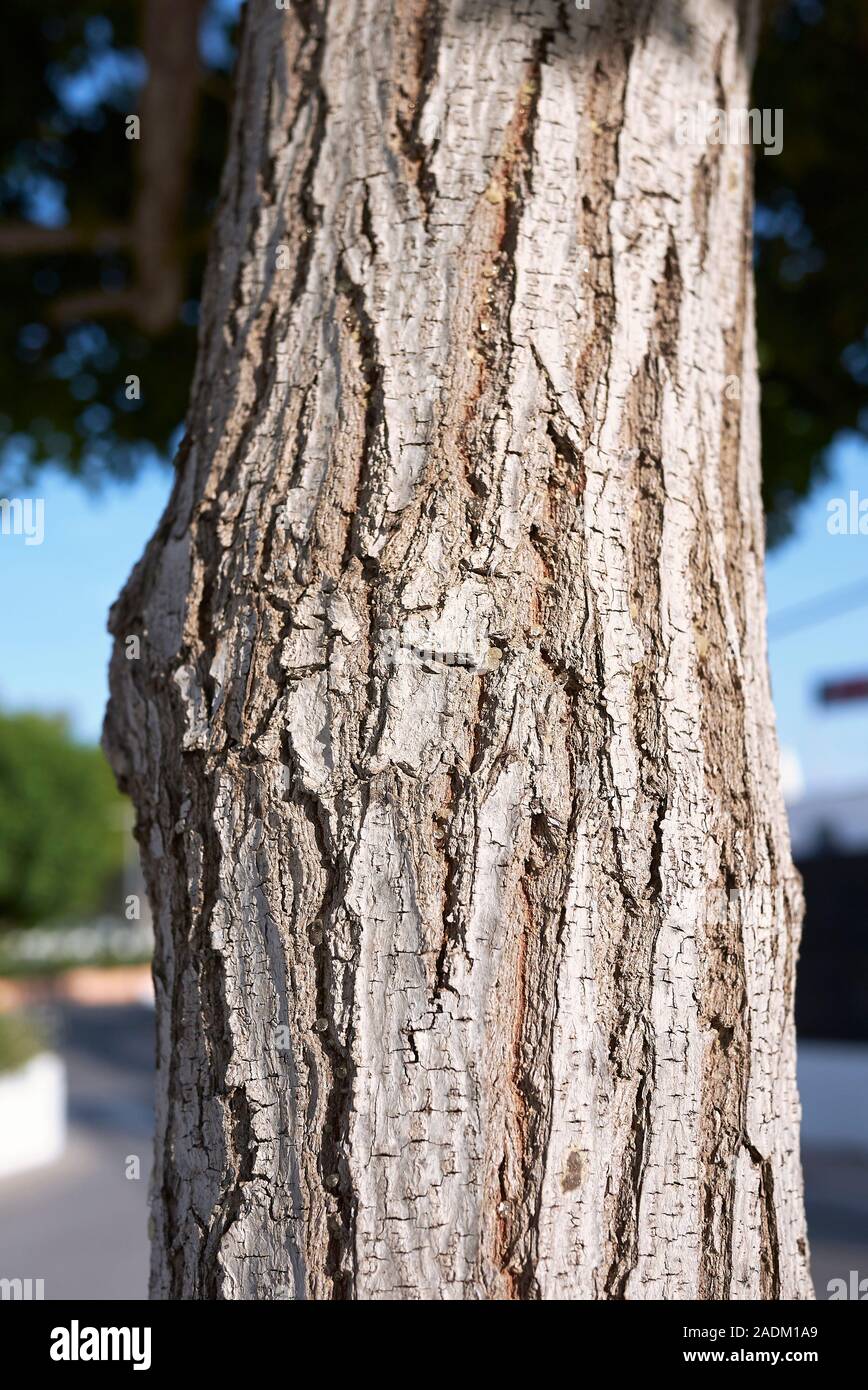 textured bark of Pistacia lentiscus shrub Stock Photo - Alamy