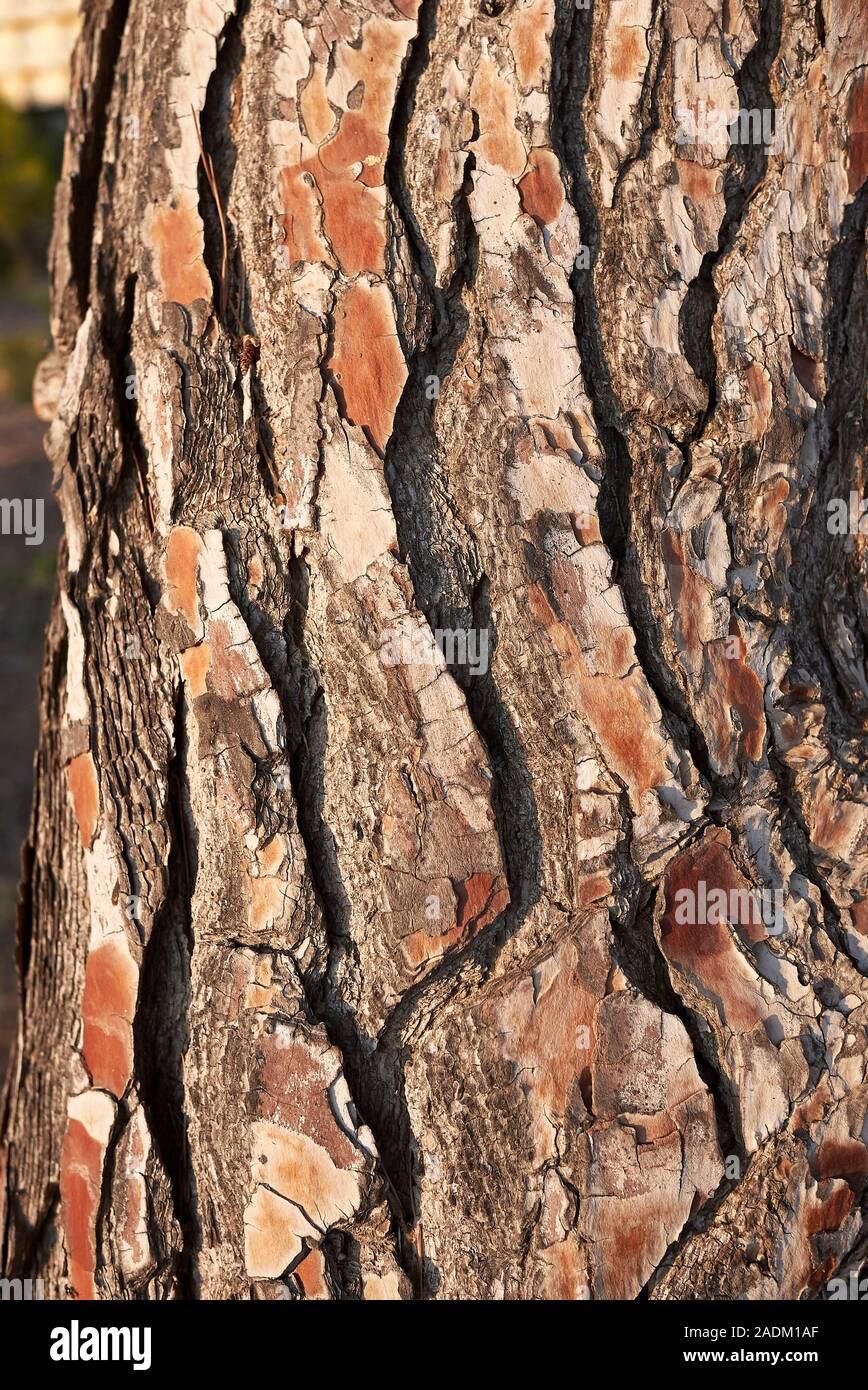 Aleppo pine trees pinus halepensis hi-res stock photography and images ...