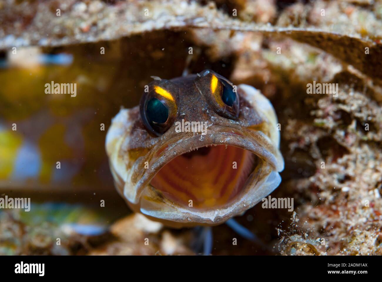 Jawfishes High Resolution Stock Photography and Images - Alamy
