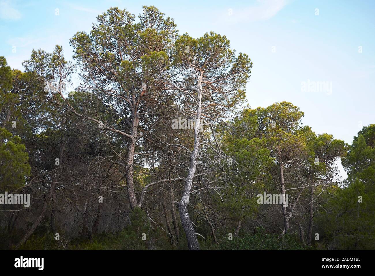 Pinus halepensis trees in Balearic islands Stock Photo - Alamy