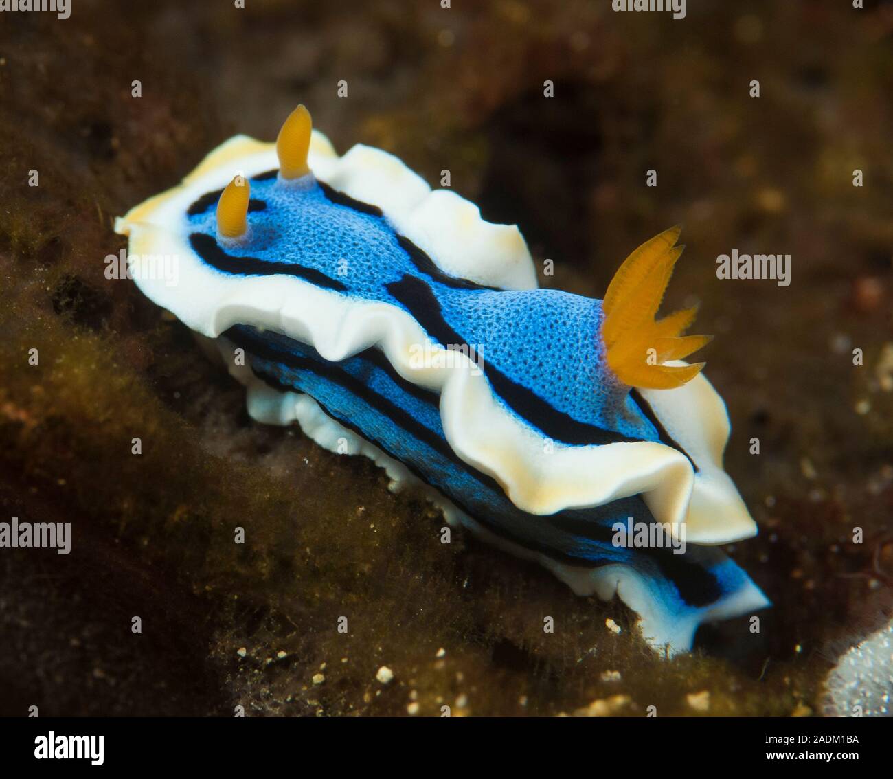 Chromodoris annae hi-res stock photography and images - Alamy