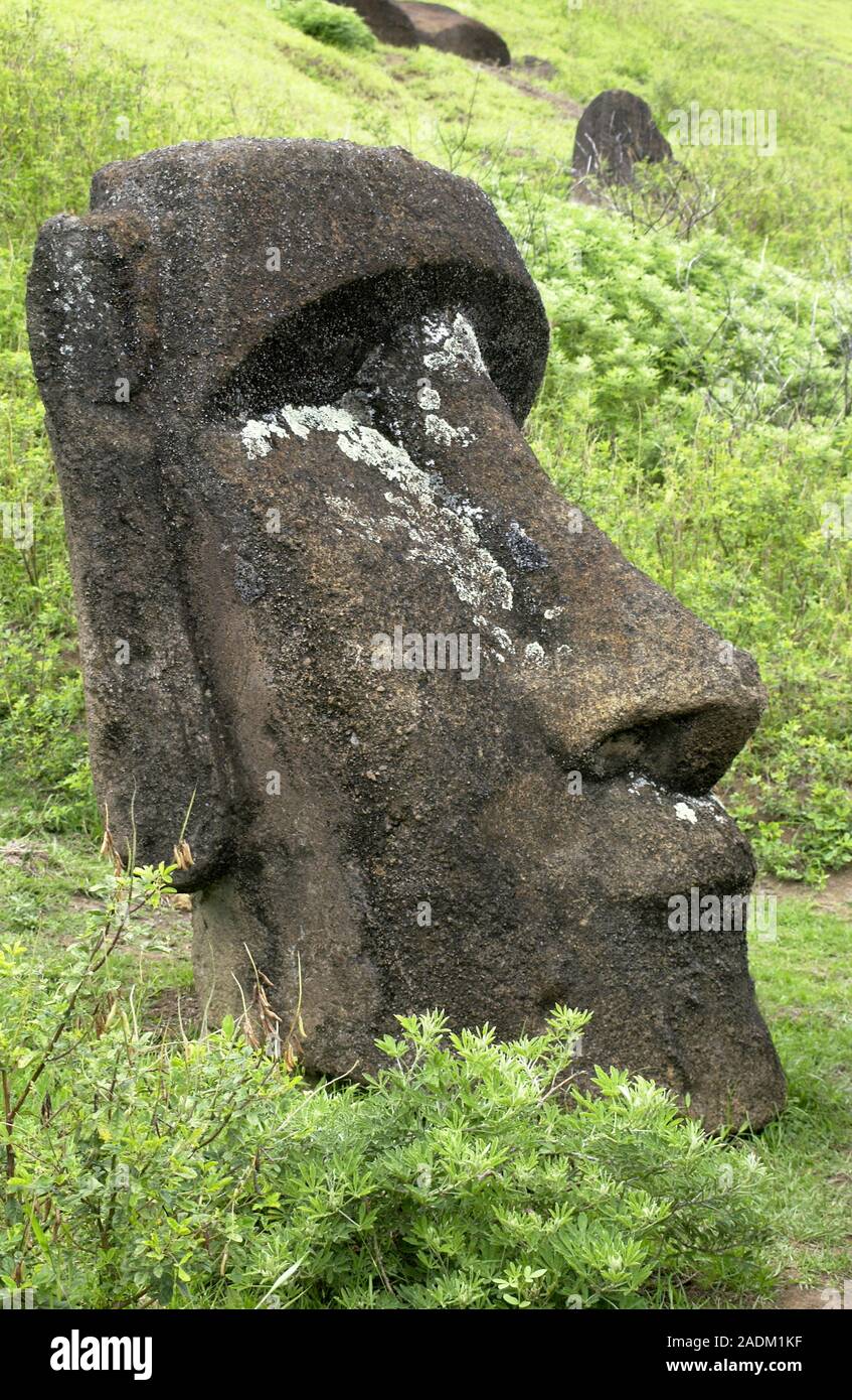 Easter Island statue. Half-buried moai statue on Easter Island (Rapa ...