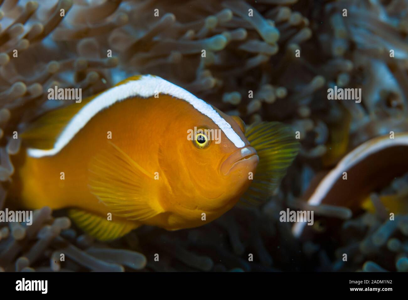 Orange Anemonefish Amphiprion sandaracinos Stock Photo - Alamy