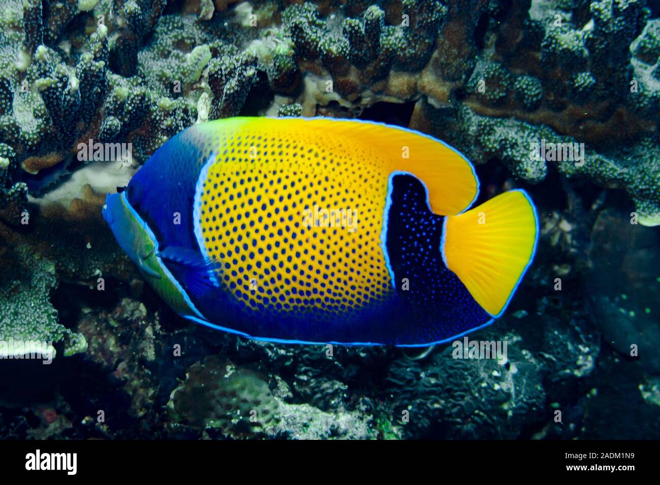 Blue-Girdled Angelfish Pomacanthus navarchus Stock Photo - Alamy