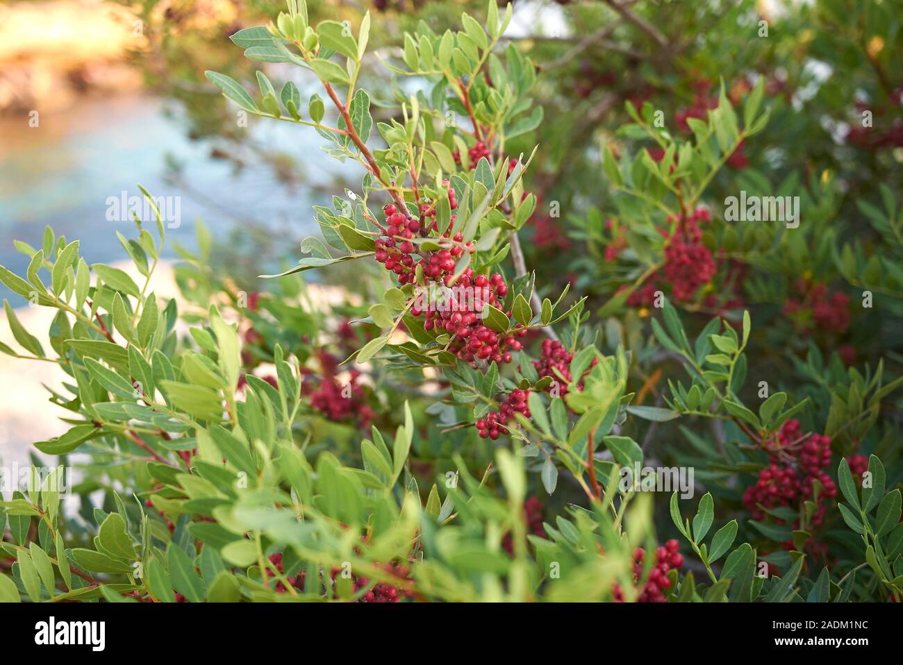 Pistacia lentiscus hi-res stock photography and images - Alamy