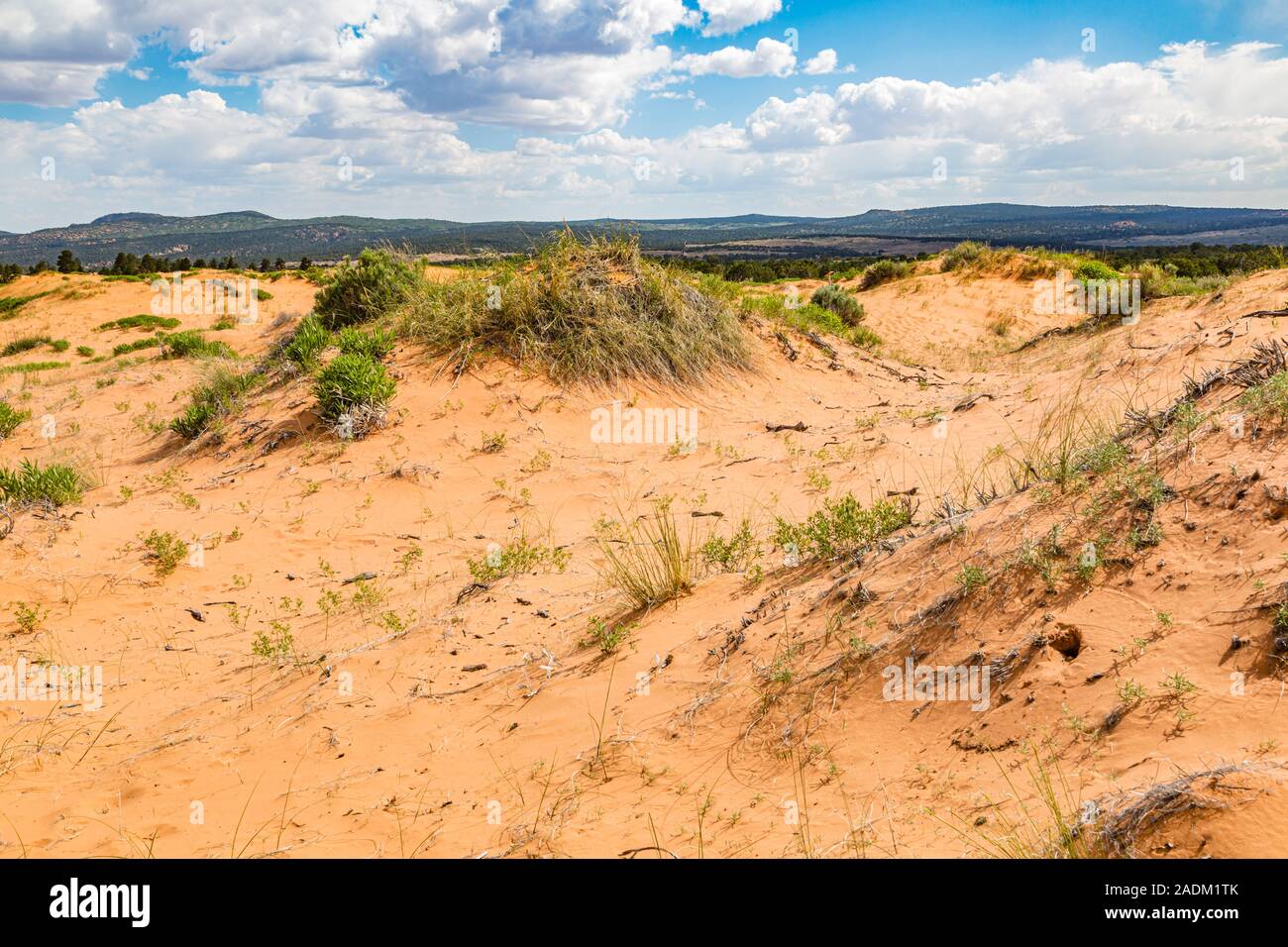 Coral Pink Sand Dunes State Park near Kanab, Utah Stock Photo - Alamy