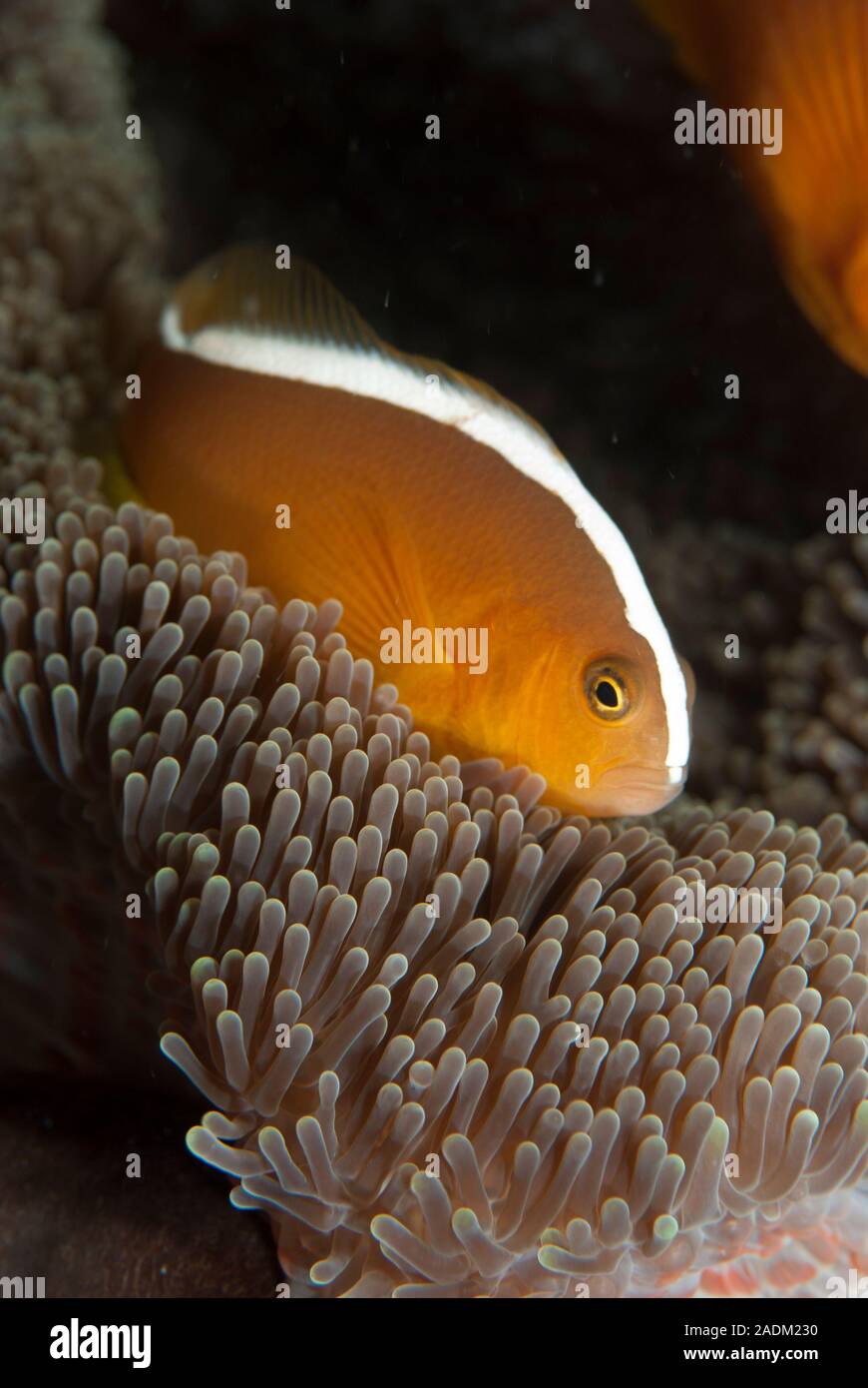 Orange Anemonefish Amphiprion sandaracinos Stock Photo - Alamy