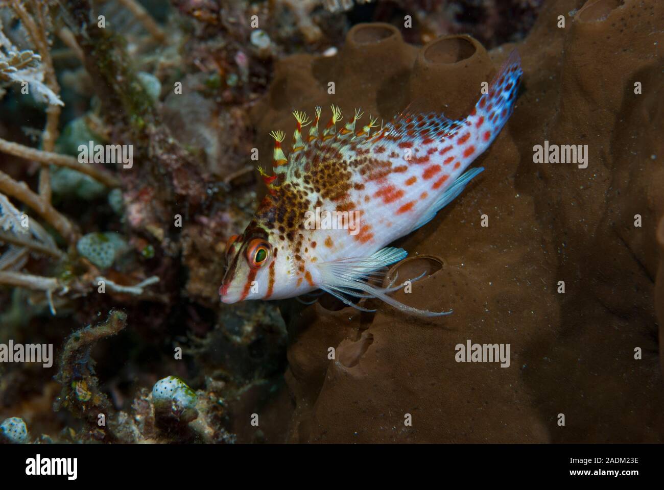 Dwarf Hawkfish Cirrhitichthys falco Stock Photo - Alamy