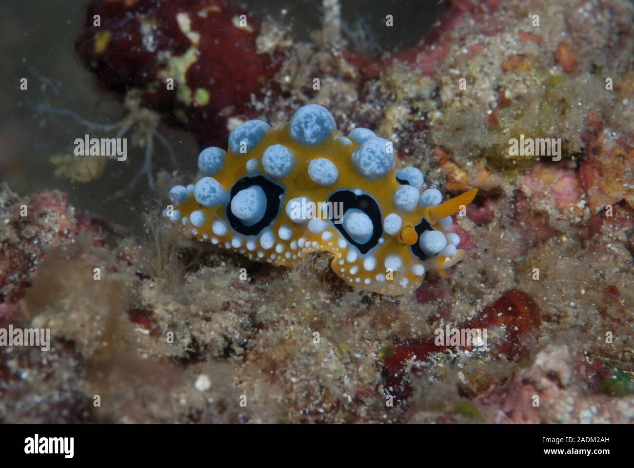 Phyllidia species hi-res stock photography and images - Alamy
