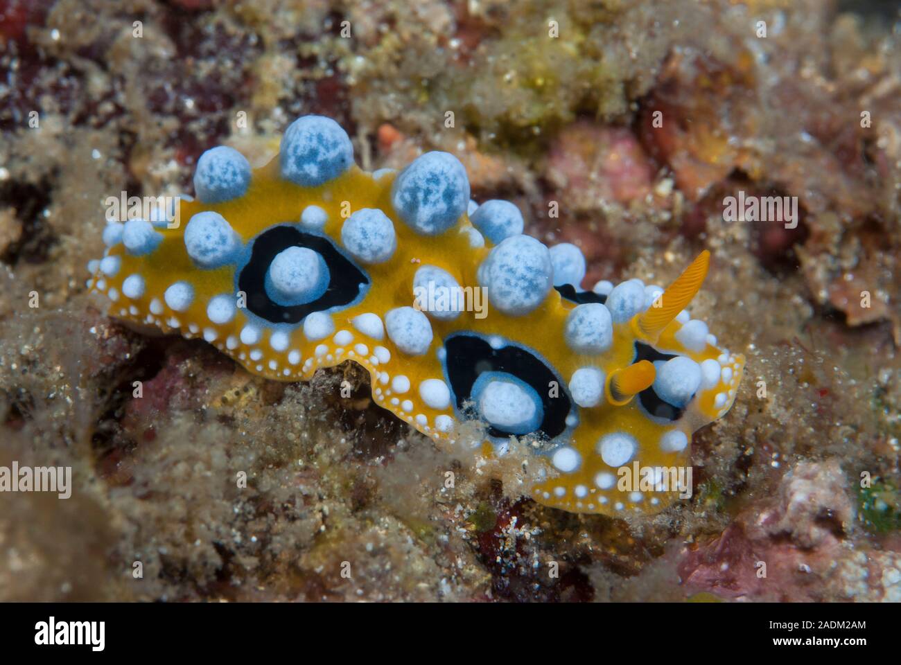 Phyllidia species hi-res stock photography and images - Alamy