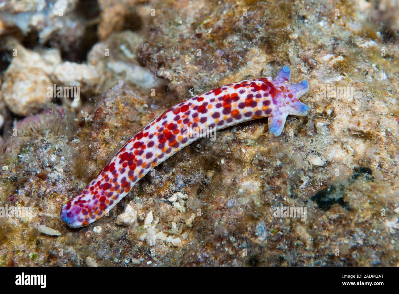 Starfish regeneration arms hi-res stock photography and images - Alamy