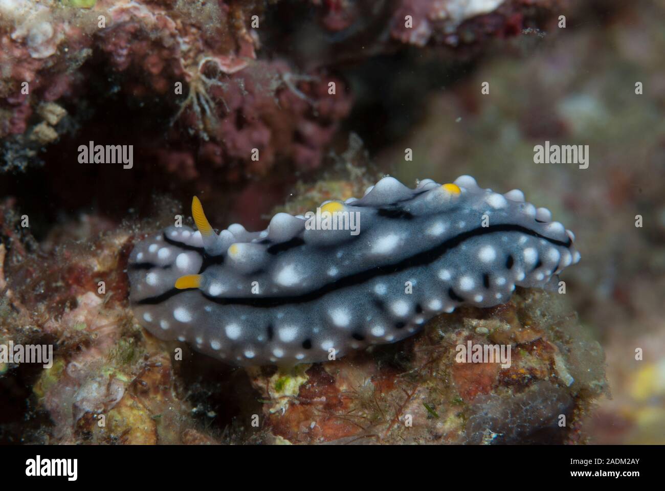 Phyllidia species hi-res stock photography and images - Alamy