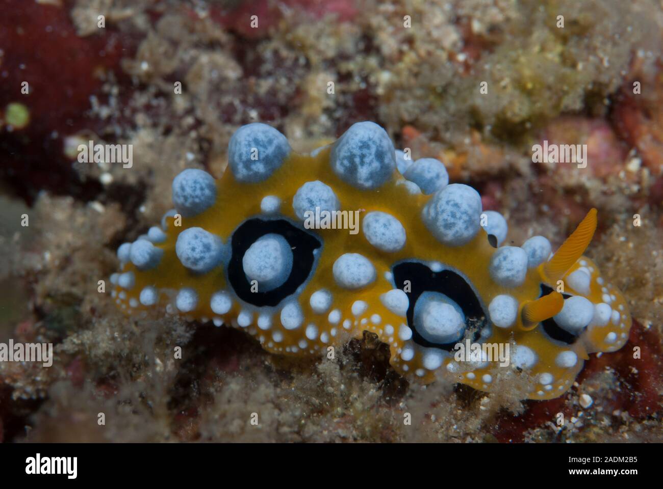 Phyllidia species hi-res stock photography and images - Alamy