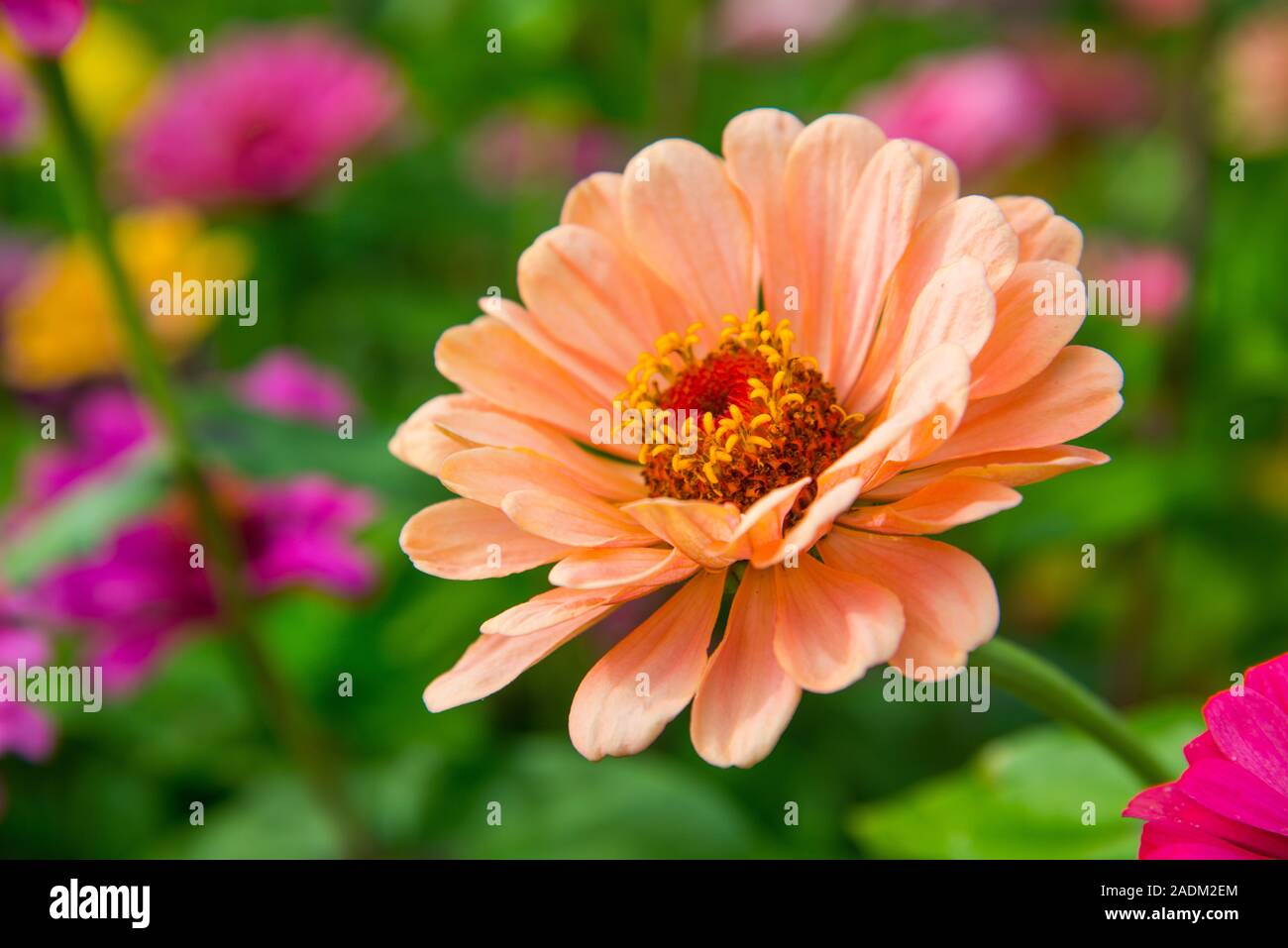 Flor zinnia flor hi-res stock photography and images - Alamy