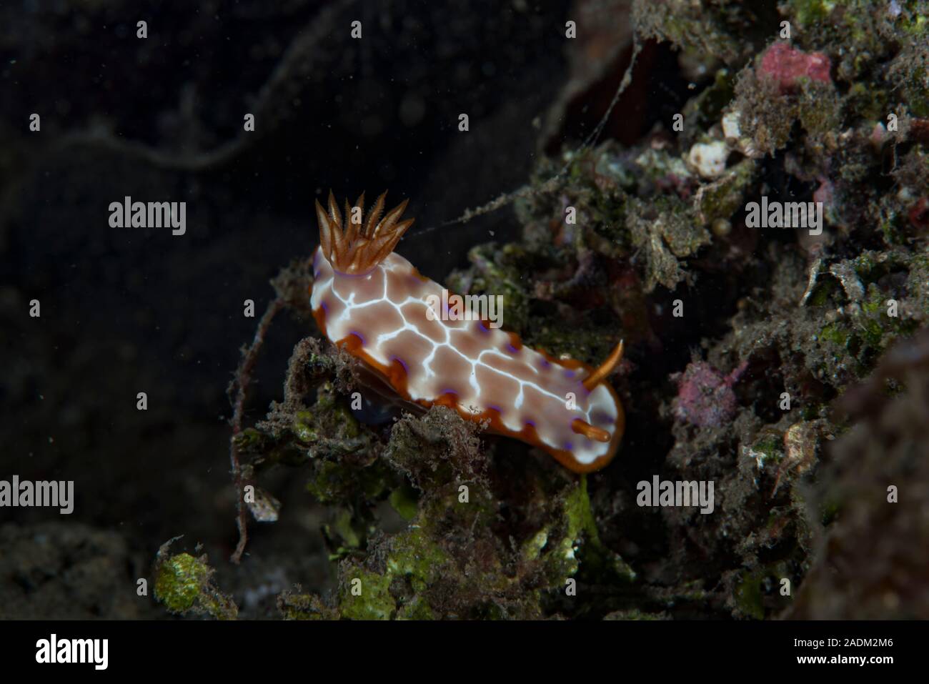 Chromodoris species hi-res stock photography and images - Alamy