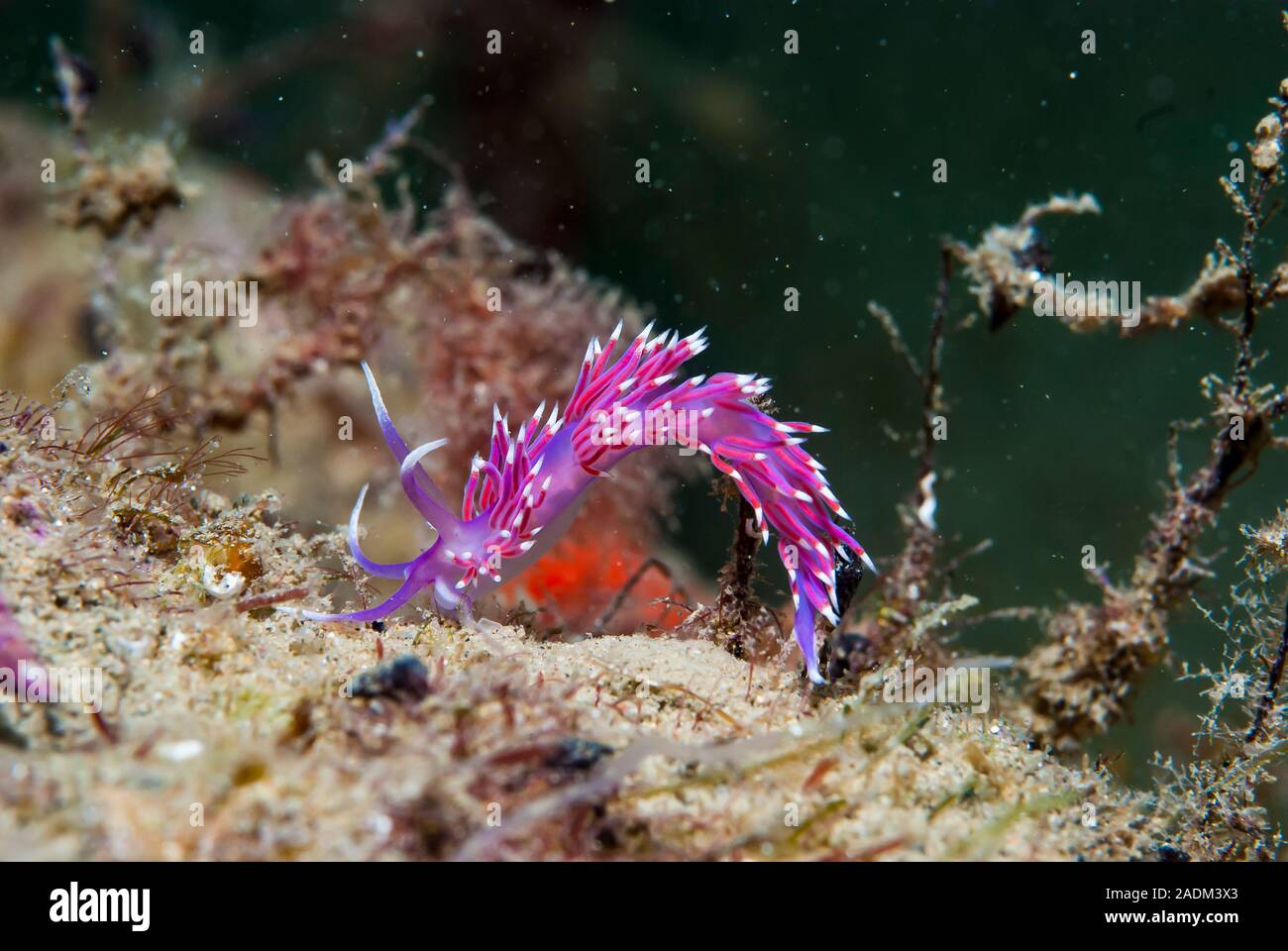 Flabellina pedata hi-res stock photography and images - Alamy