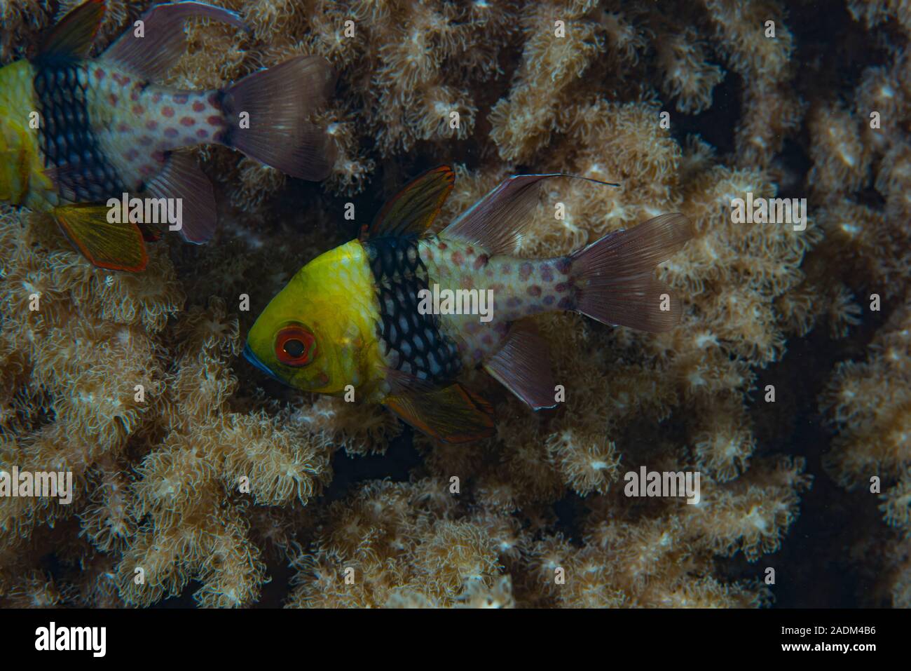 Pajama Cardinalfish Sphaeramia nematoptera Stock Photo - Alamy